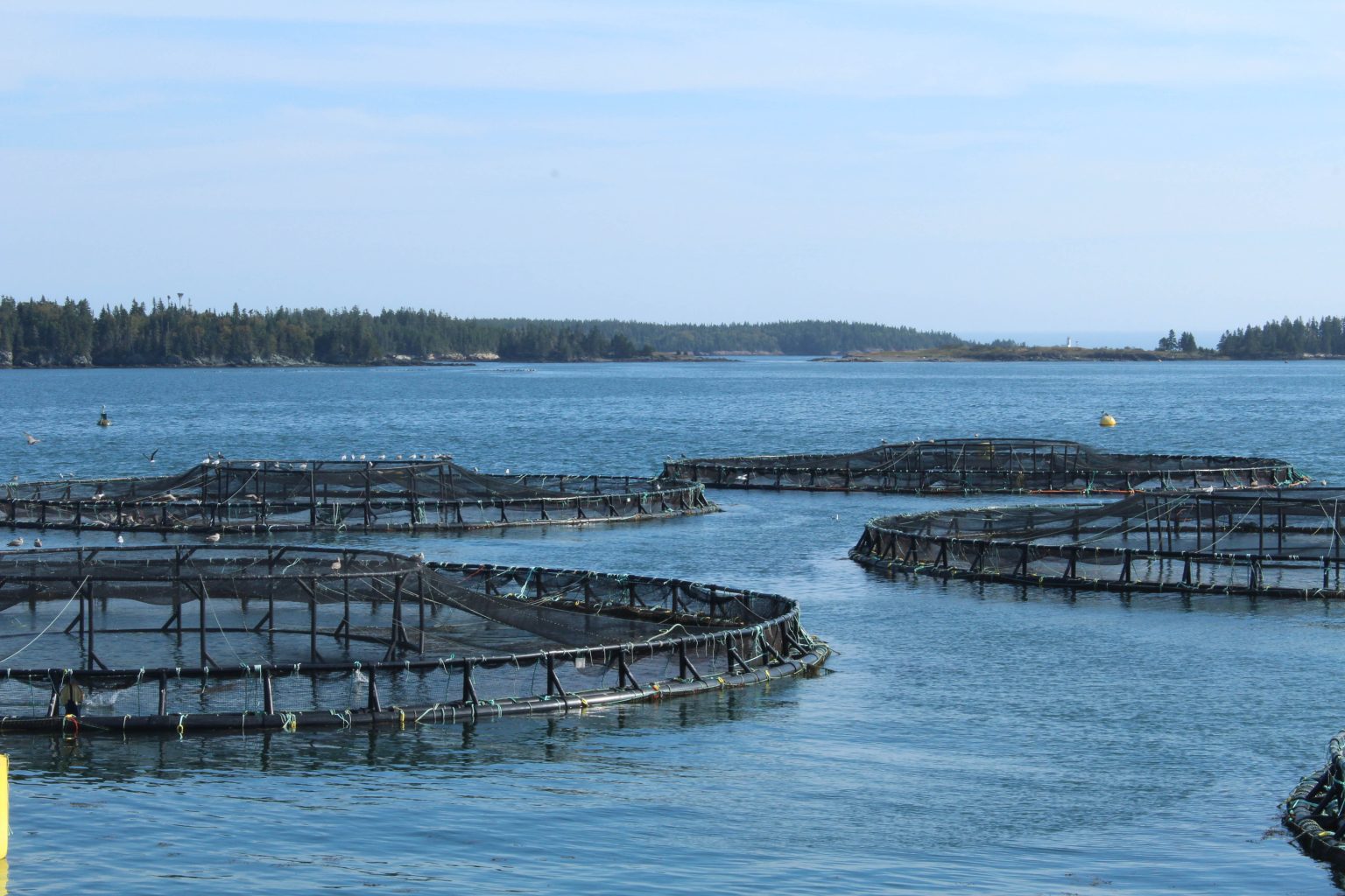 How Farmed Salmon Grow - Atlantic Canada Fish Farmers Association (ACFFA)