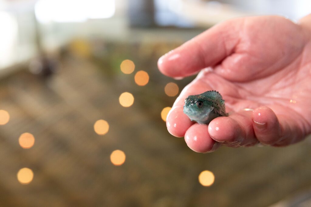 How Farmed Salmon Grow - Atlantic Canada Fish Farmers Association (ACFFA)