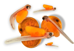 How Farmed Salmon Grow - Atlantic Canada Fish Farmers Association (ACFFA)