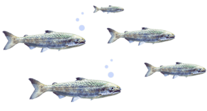 How Farmed Salmon Grow - Atlantic Canada Fish Farmers Association (ACFFA)