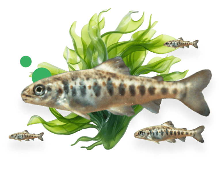 How Farmed Salmon Grow - Atlantic Canada Fish Farmers Association (ACFFA)