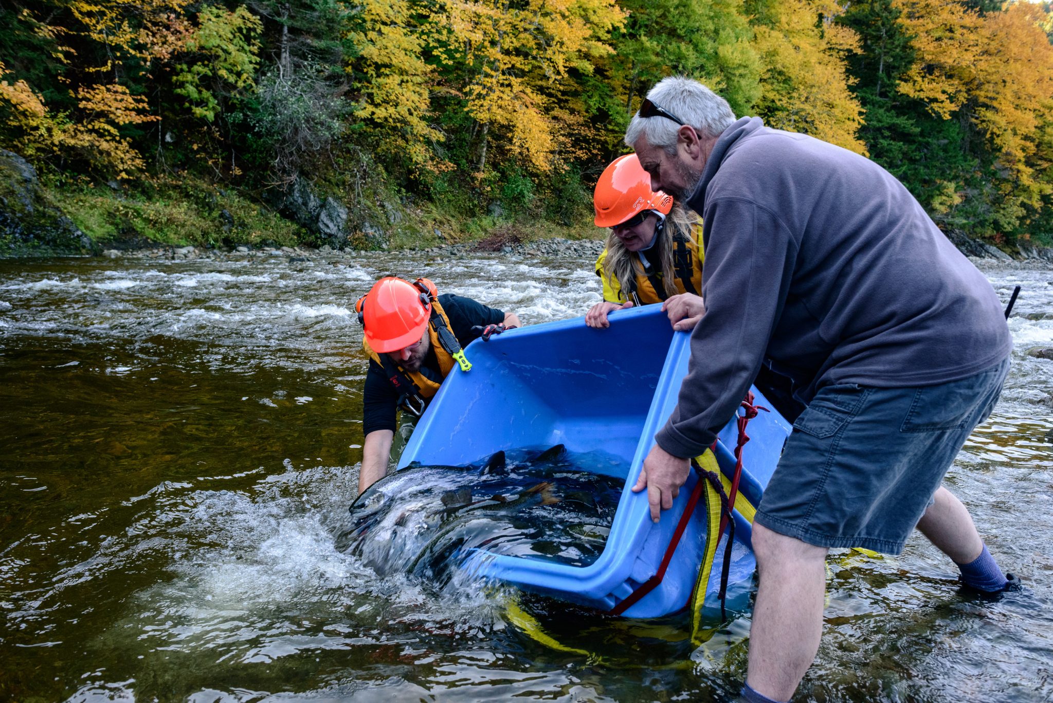 Saving Salmon: Field Notes from Fundy Salmon Recovery - Atlantic Canada ...