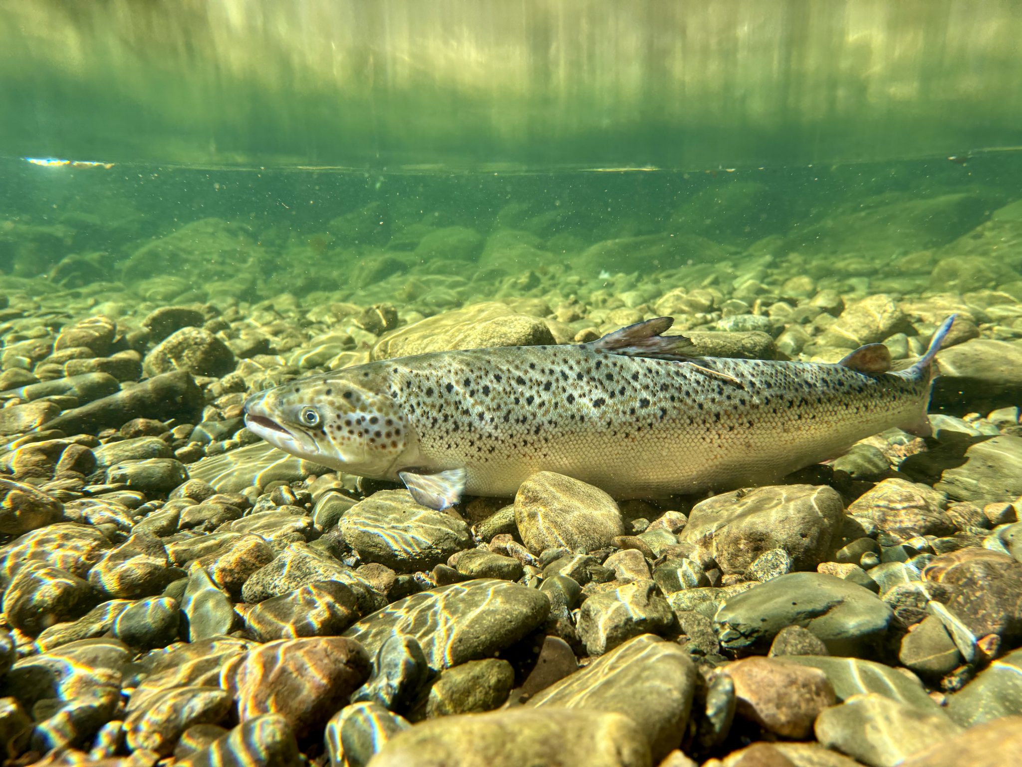 Wild Salmon Recovery - Atlantic Canada Fish Farmers Association (ACFFA)