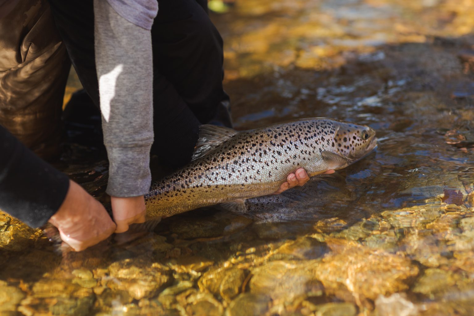 Saving Salmon: Field Notes from Fundy Salmon Recovery - Atlantic Canada ...