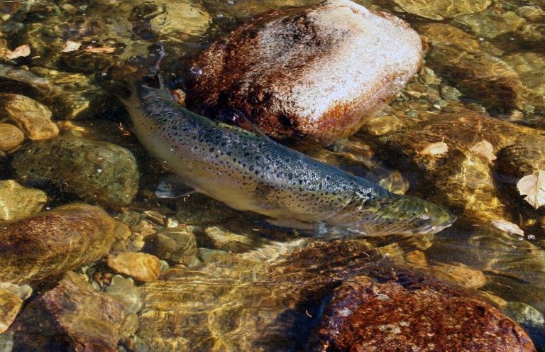 New Research Points to a Better Way to Restore Wild Salmon - Atlantic ...
